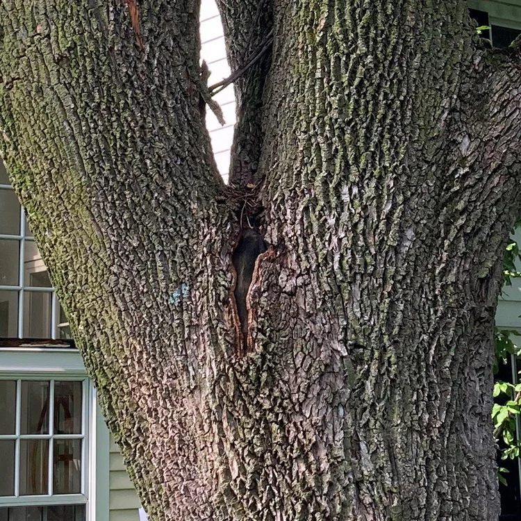 Silver Maple Tree Care and Hazards | Tree House Arbor Science
