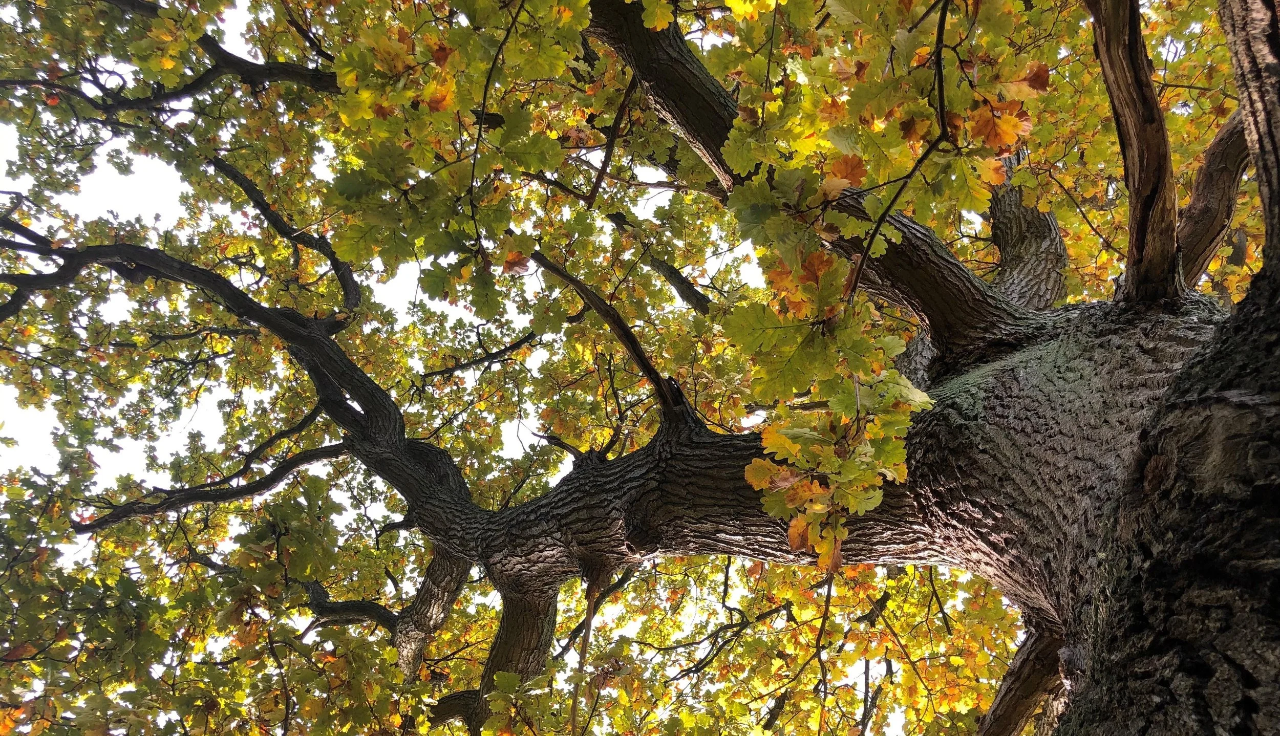 Tree Service Experts Madison WI | Tree House Arbor Science