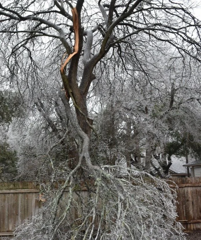 Madison, WI Tree Damage Service - Fast and Reliable