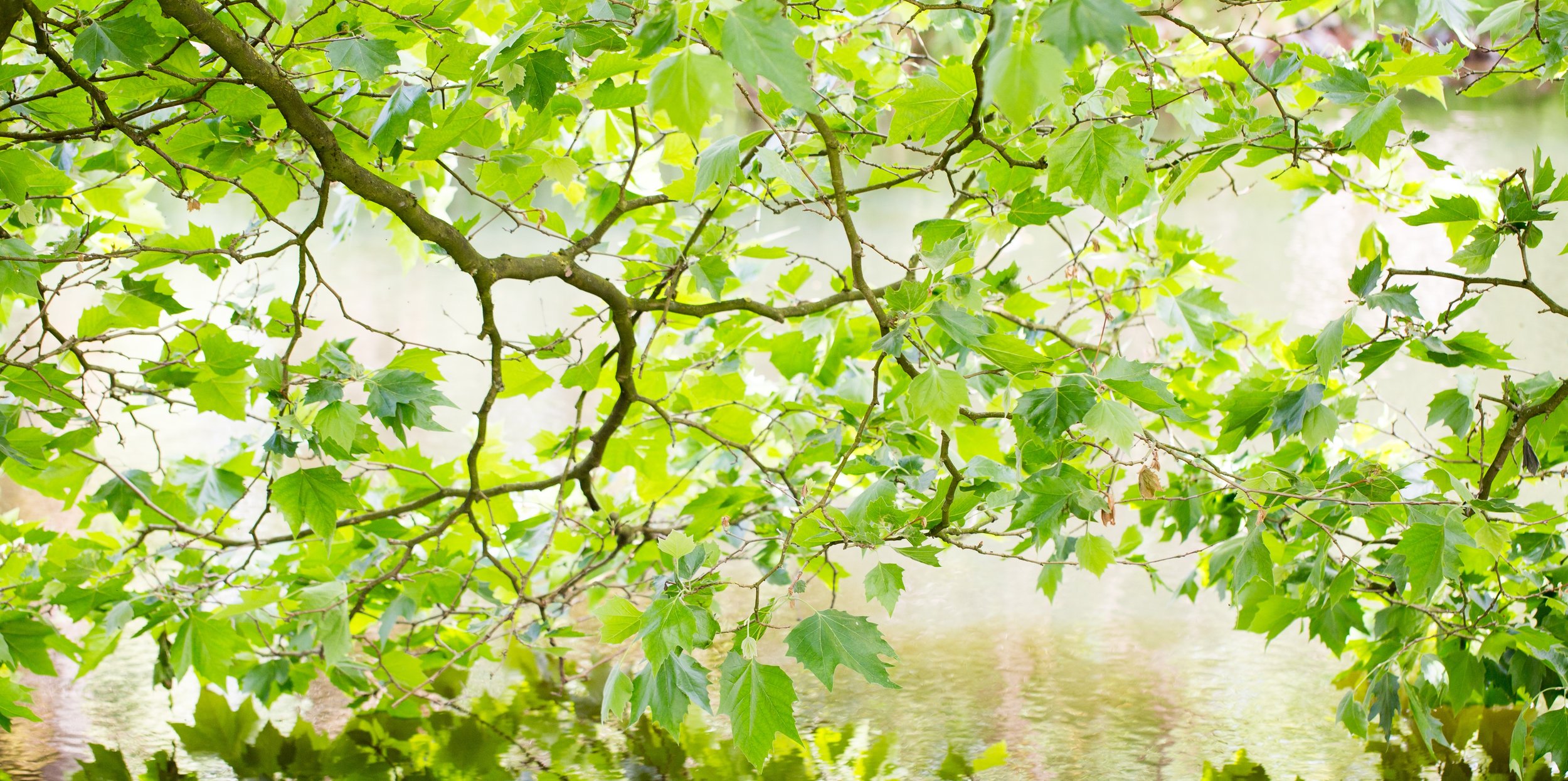 Explore Dane County's Urban Forest | Tree House Arbor Science