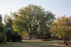 Silver Maple Tree Care and Hazards | Tree House Arbor Science