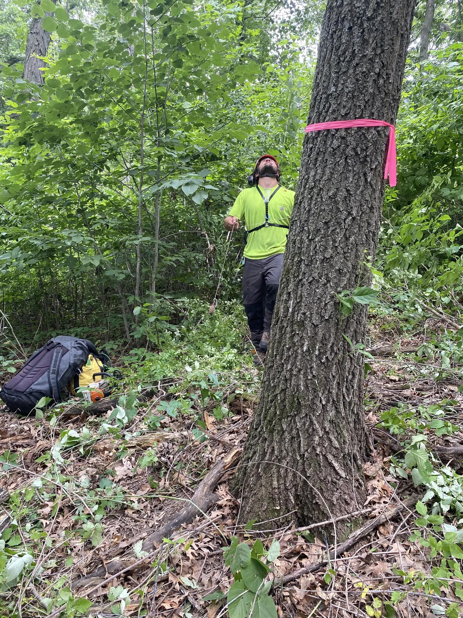 Tree House Arbor Science Arborist Joins WI DNR Oak Wilt Study