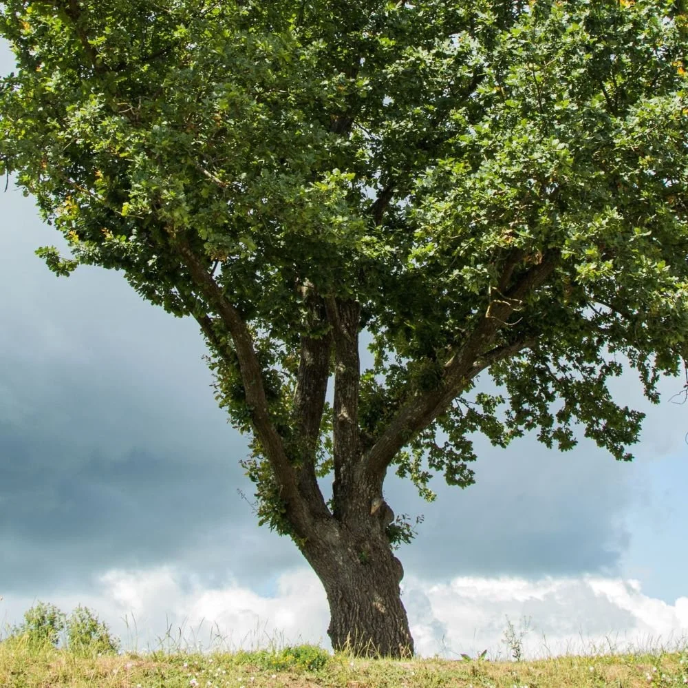 Cabling Support Systems Can Save Your Madison Trees