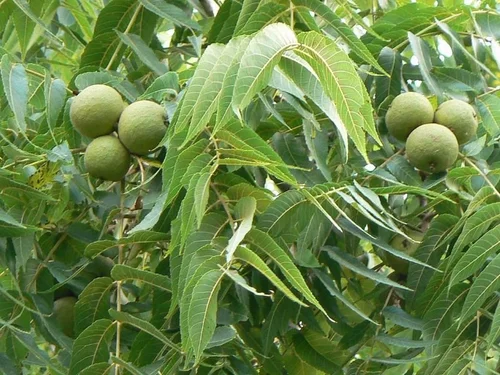 Wisconsin Trees: Black Walnut | Tree House Arbor Science