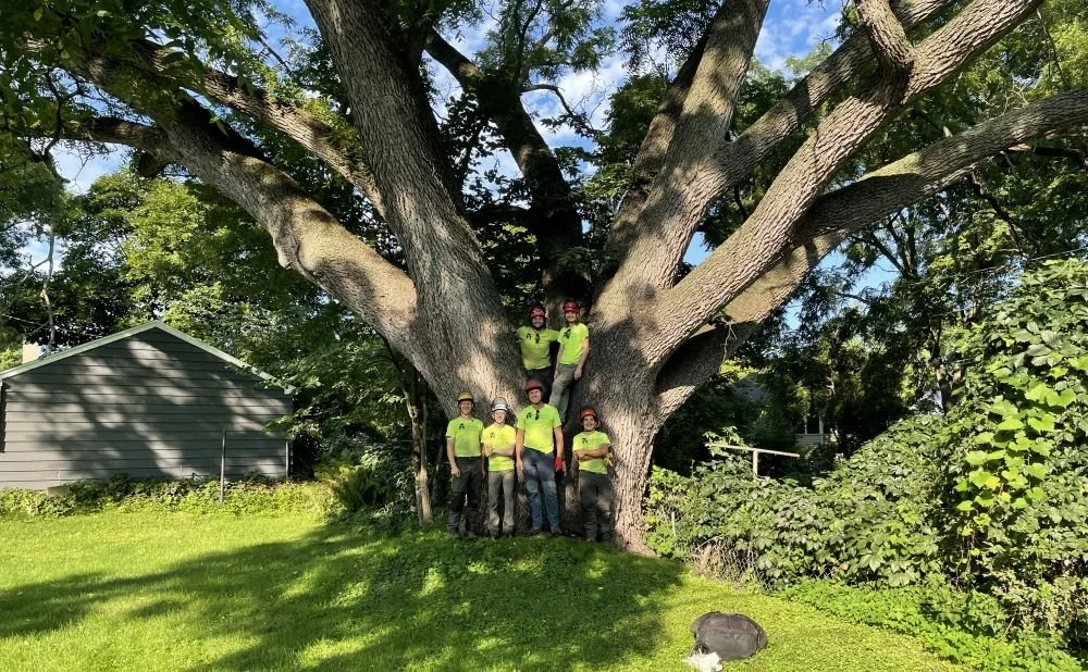 Wisconsin Trees: Black Walnut | Tree House Arbor Science