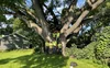 Wisconsin Trees: Black Walnut | Tree House Arbor Science