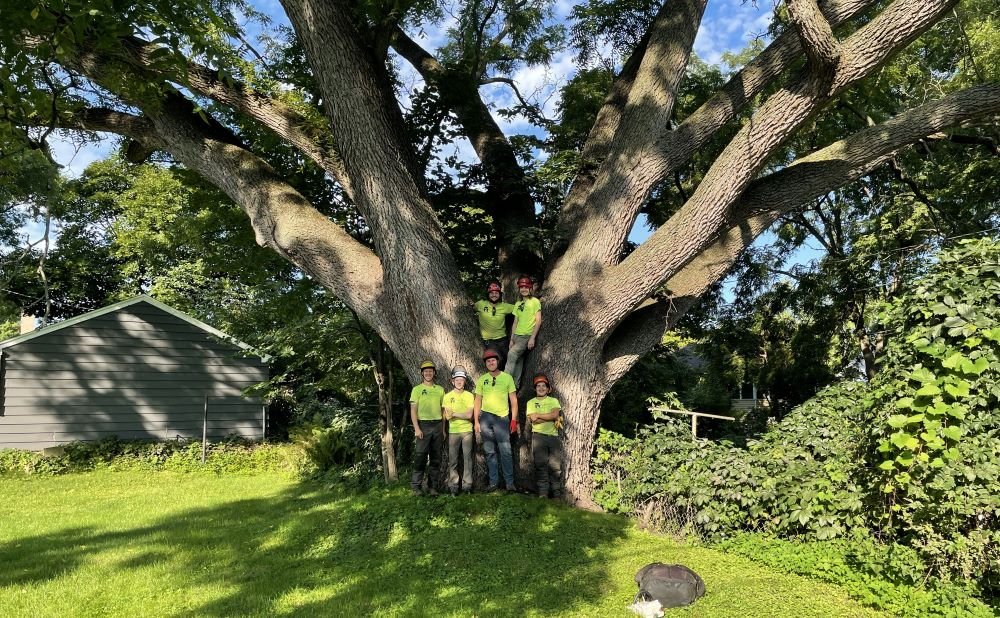 Madison Arborists’ Favorite Trees | Tree House Arbor Science