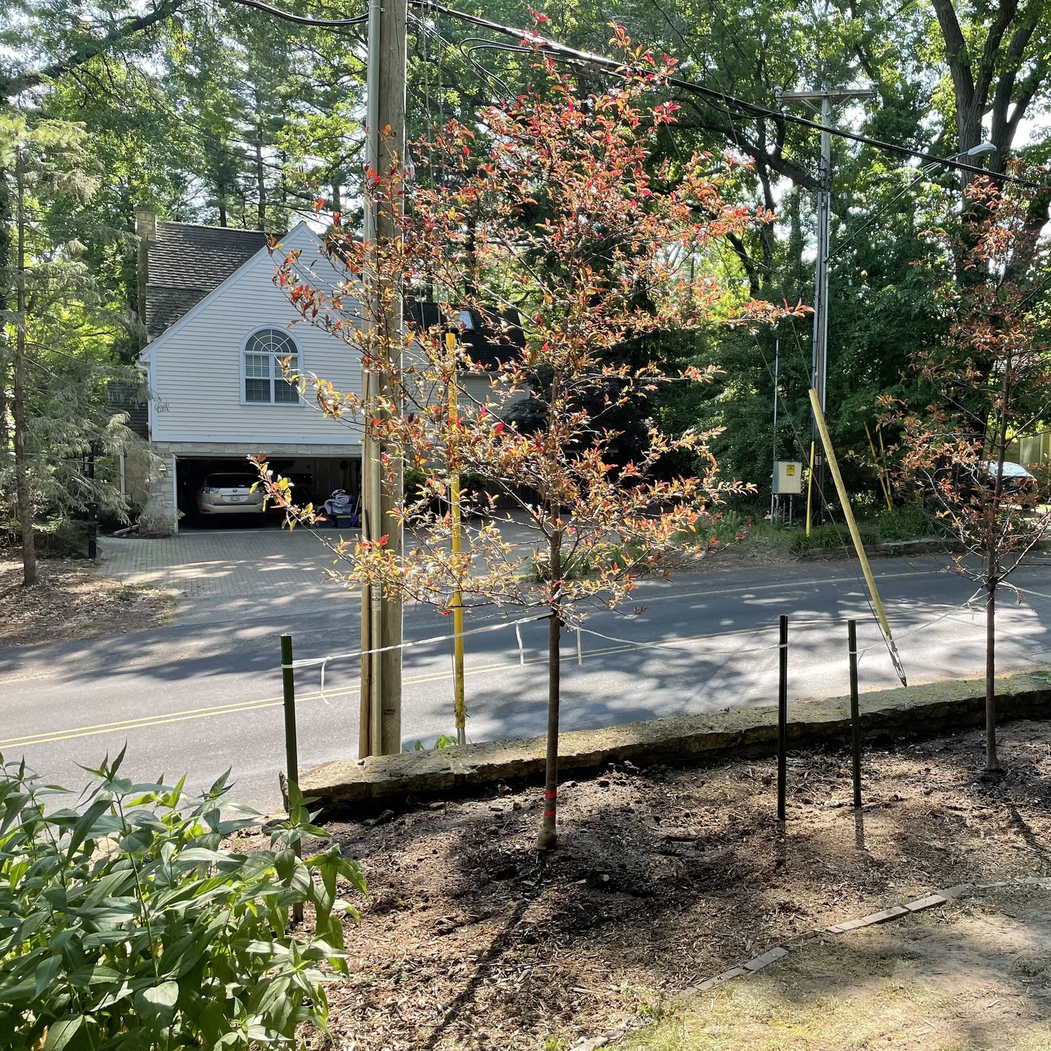Caring for Newly Planted Trees | Tree House Arbor Science