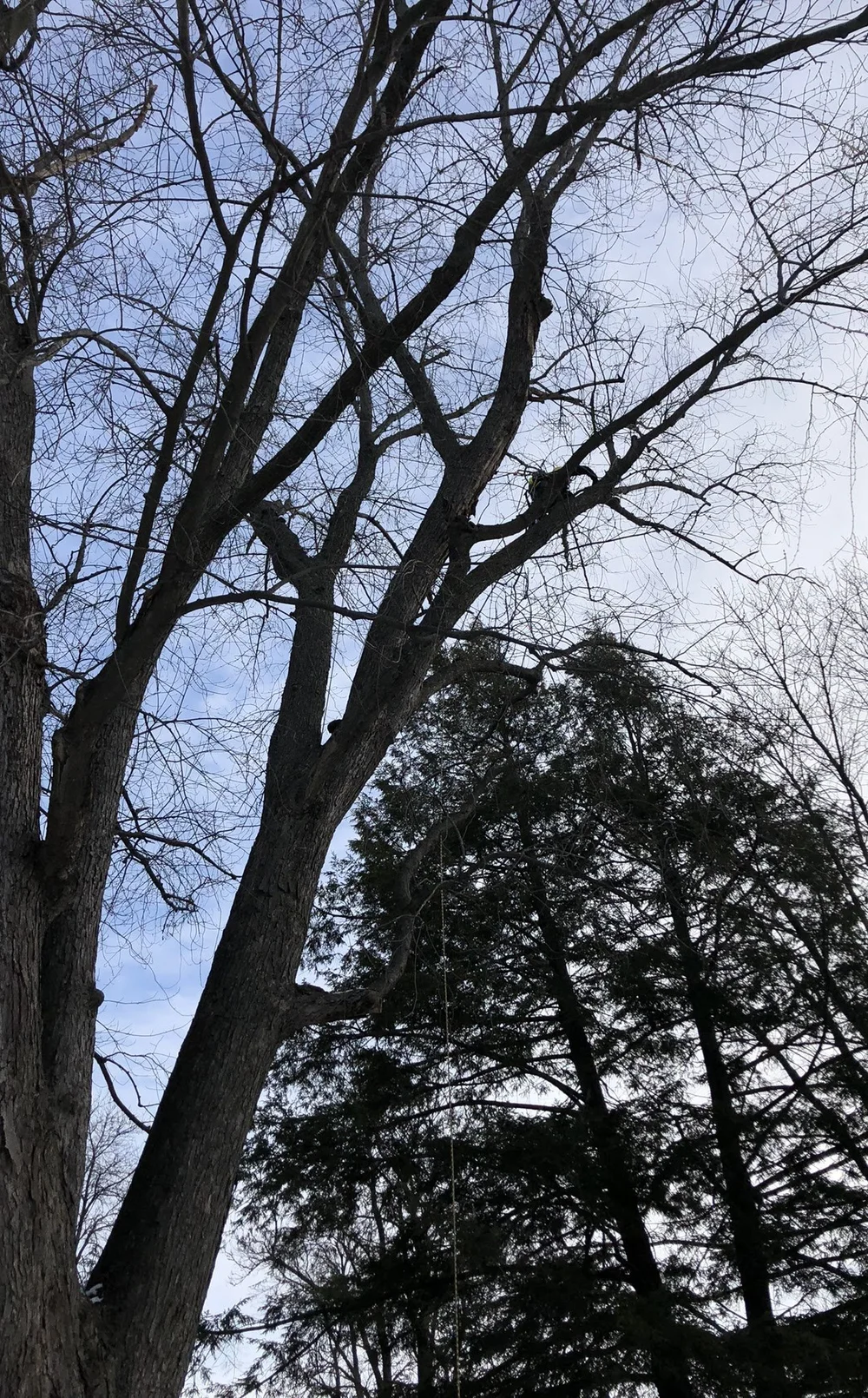 Cabling Support Systems Can Save Your Madison Trees