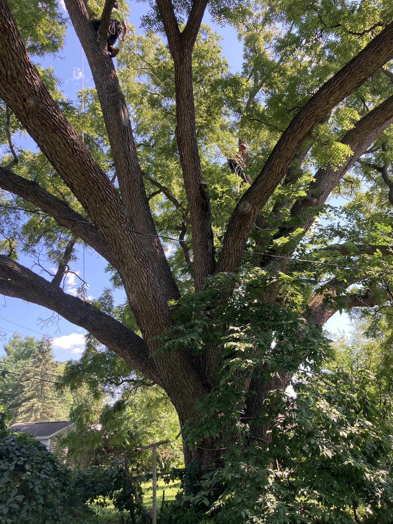 Saving a Madison Tree With Cables | Tree House Arbor Science