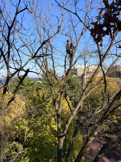 What Is An Arborist? | Tree House Arbor Science