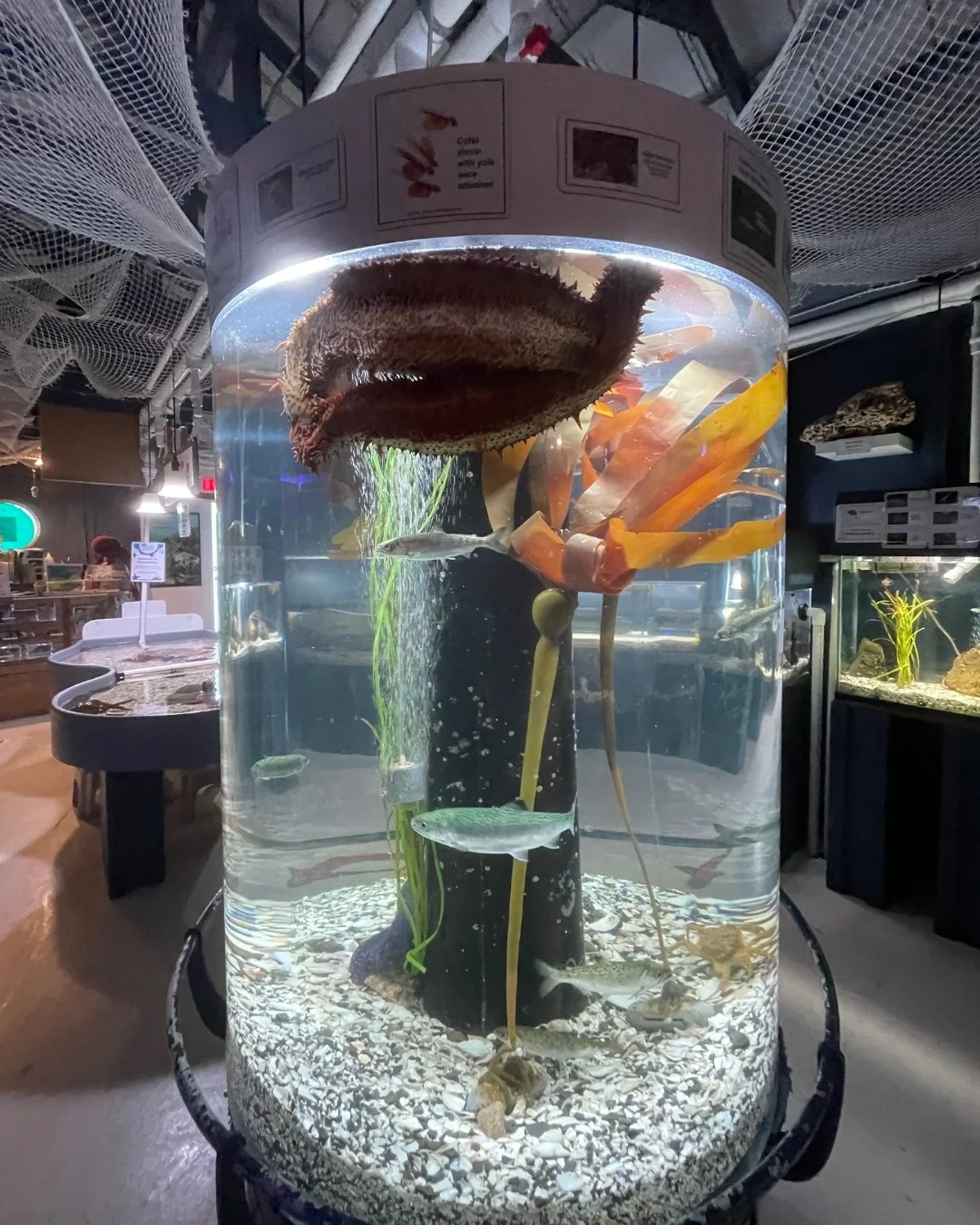 Discovery Passage Aquarium — Downtown Campbell River