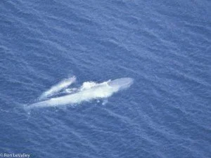 Blue Whales — Noyo Center for Marine Science