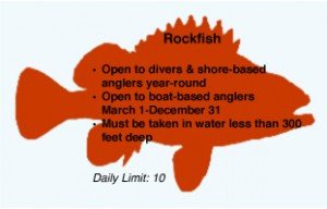 Rockfish — Noyo Center for Marine Science