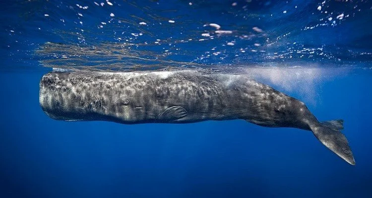 Sperm Whales — Noyo Center for Marine Science