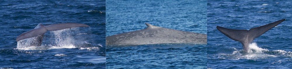 Blue Whales — Noyo Center for Marine Science