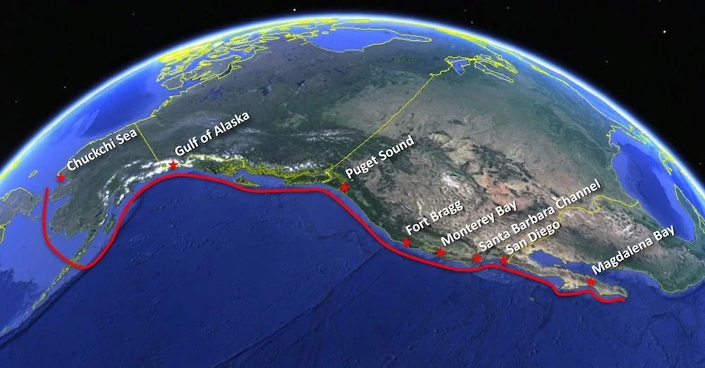 Gray Whales — Noyo Center for Marine Science