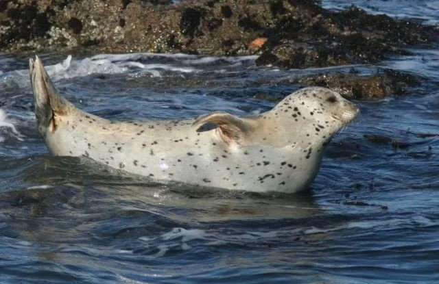 Pacific Harbor Seals — Noyo Center for Marine Science