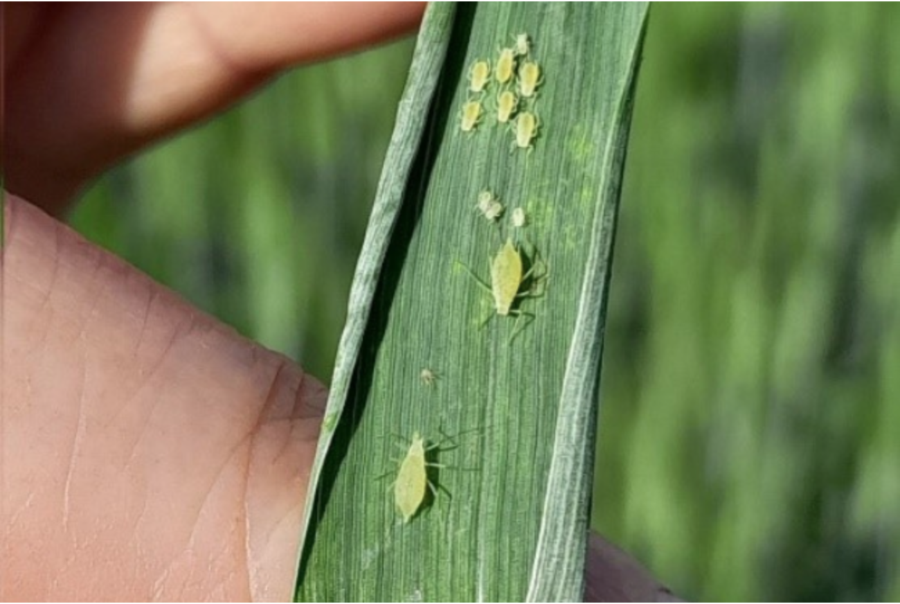 Leaf Testing To Make An Impact – Centre Of Excellence