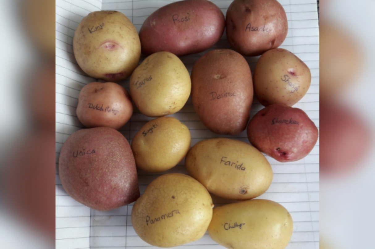 Planning For Successful Potatoes — Centre Of Excellence