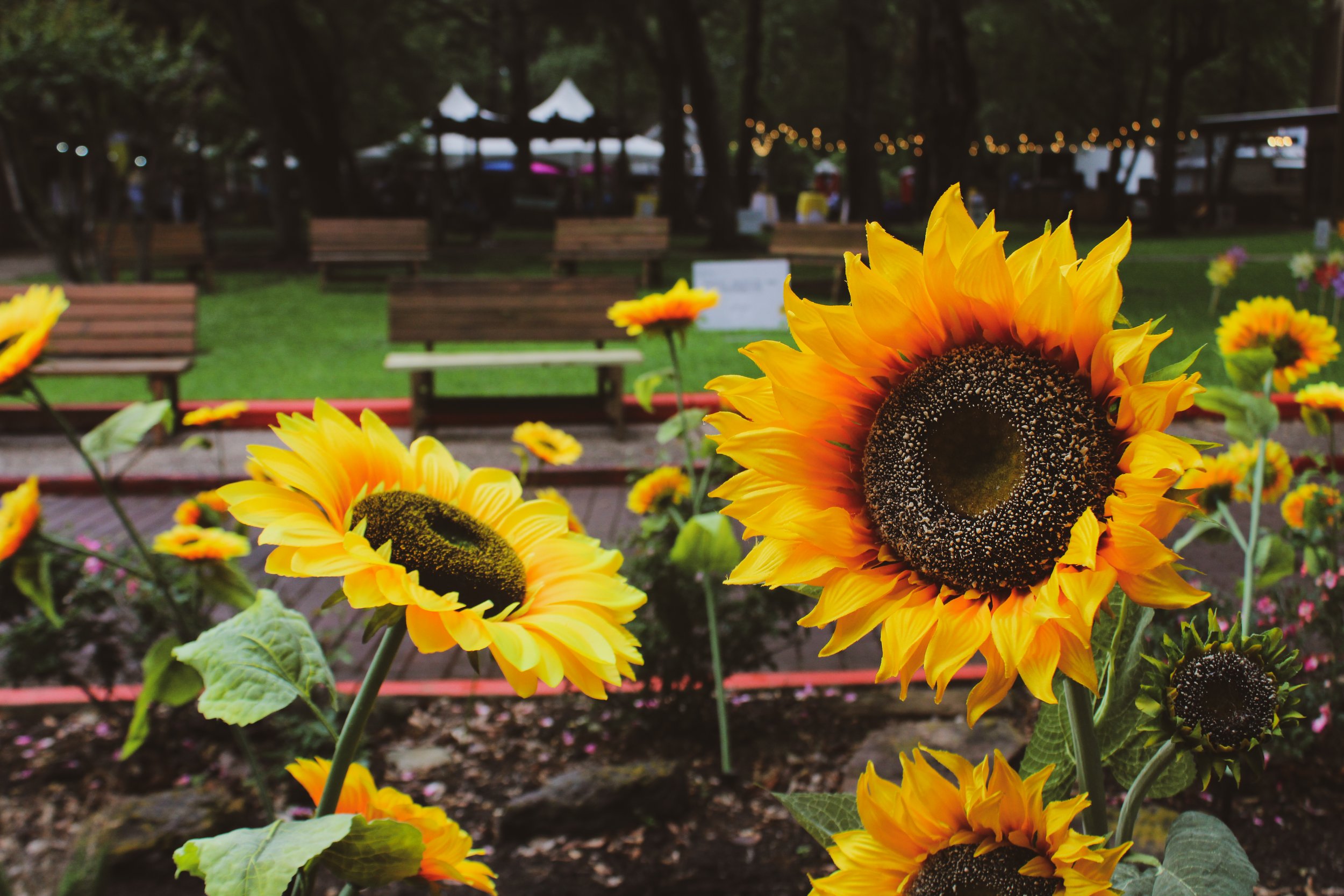 General 2 — Cy-Hope