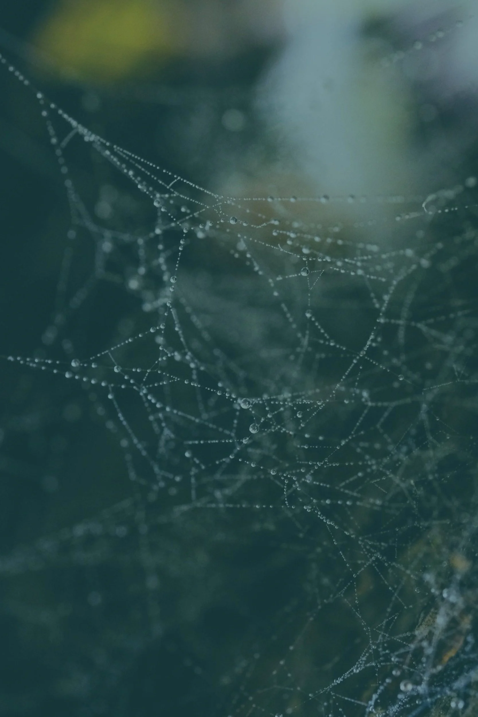 Counseling — Collins Center