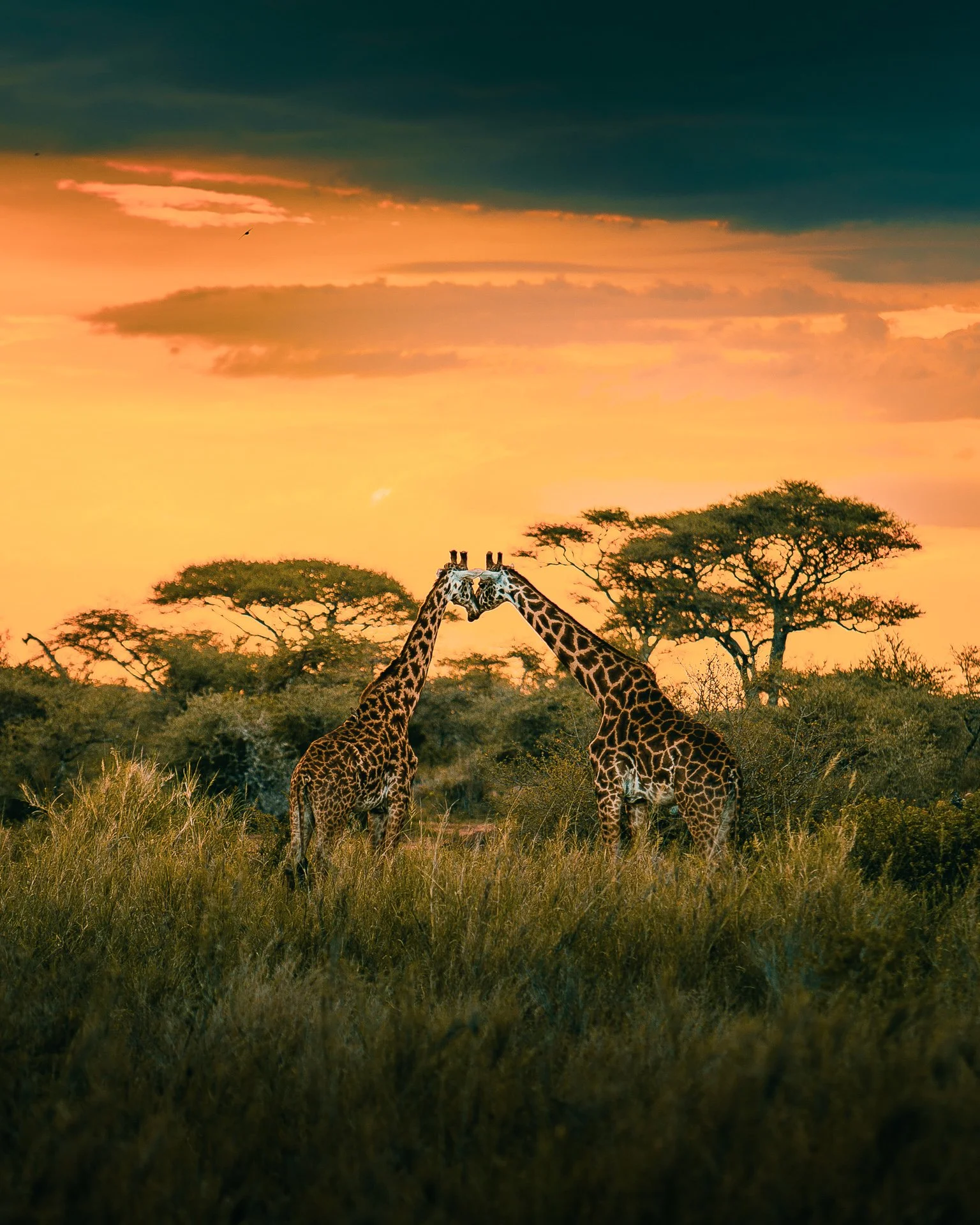 African School of Storytelling (AFRISOS)
