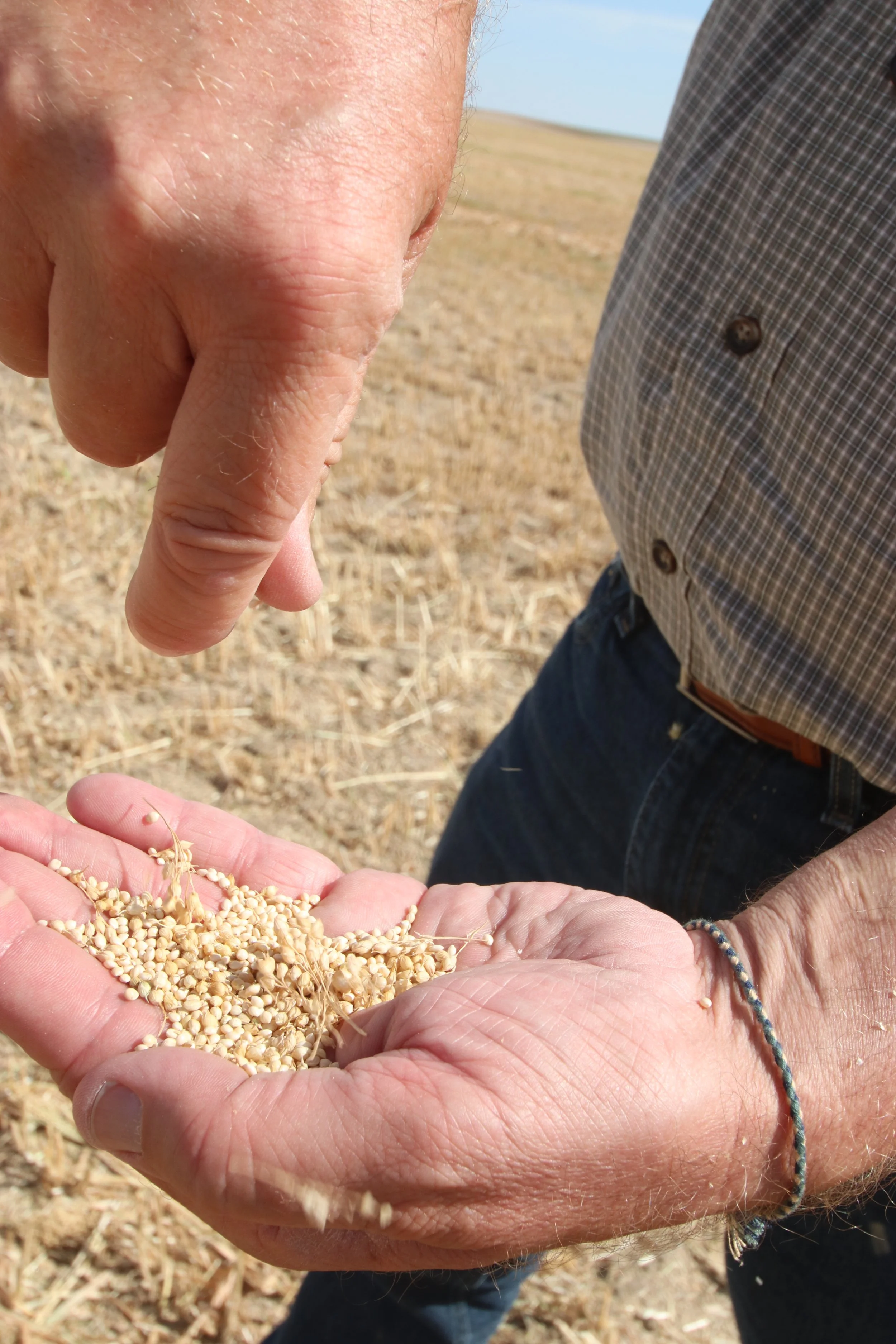 Incorporating Proso Millet Into Your Operation — Dryland Genetics