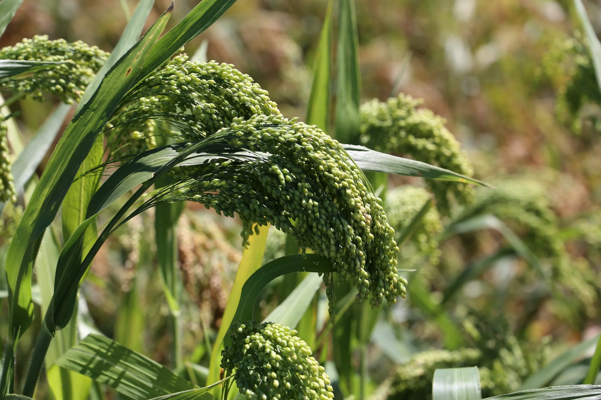 Mid Season Proso Millet Management — Dryland Genetics