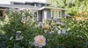 About — Wolfstone Landscape Design