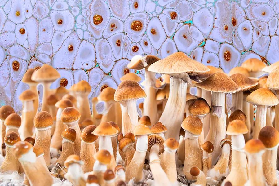 Unlock the Benefits of Microdosing Mushrooms Safely & Effectively ...