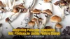 Integrating Psilocybin Experiences: Best Practices for Lasting Positive ...
