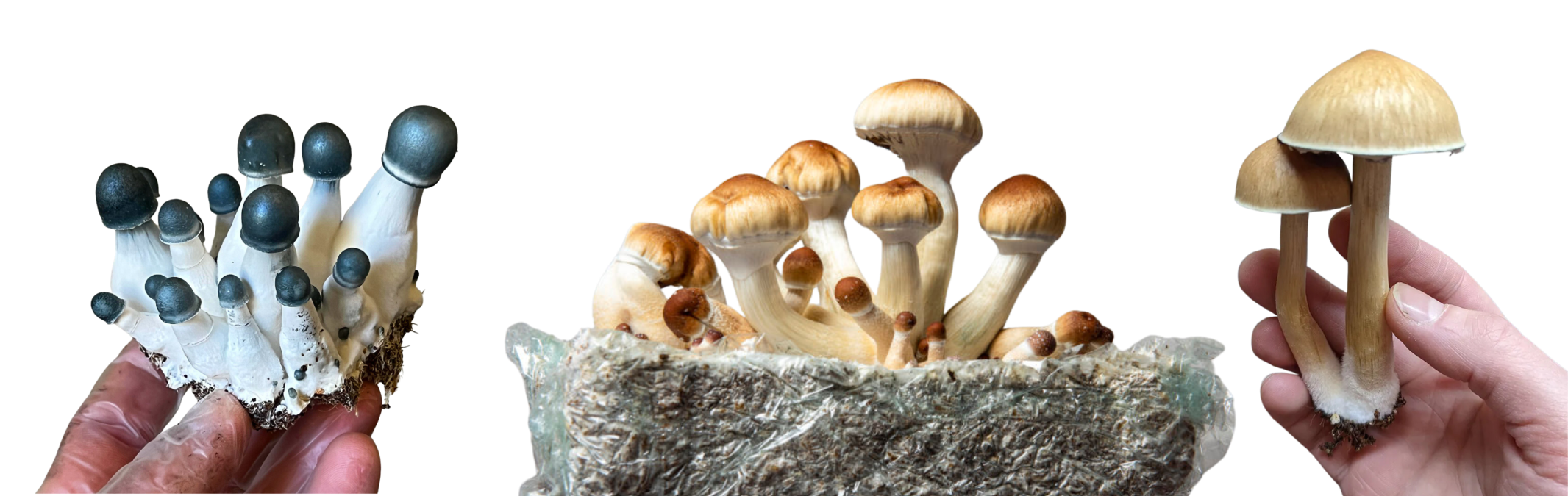 Psilocybin Mushroom Dosage Guide | Safe Dosing of Magic Mushrooms Explained by Changa Institute ...