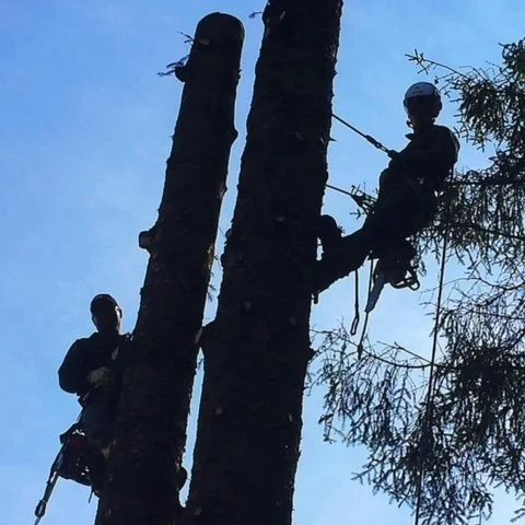 WASILLA'S TREE SERVICE & TREE CUTTERS | Tree Care Professionals | AK