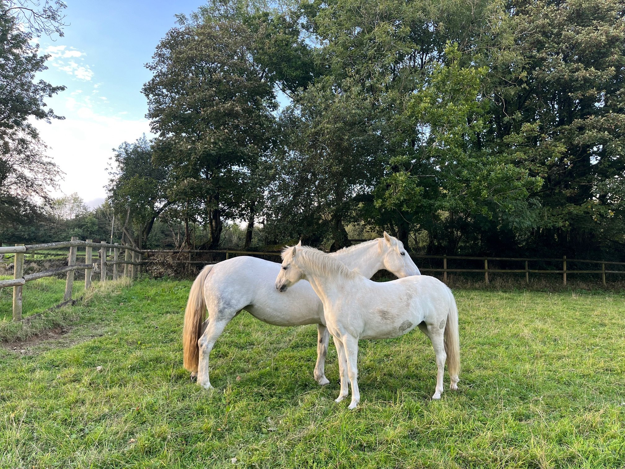 About our Equestrian Centre — Collacott Farm