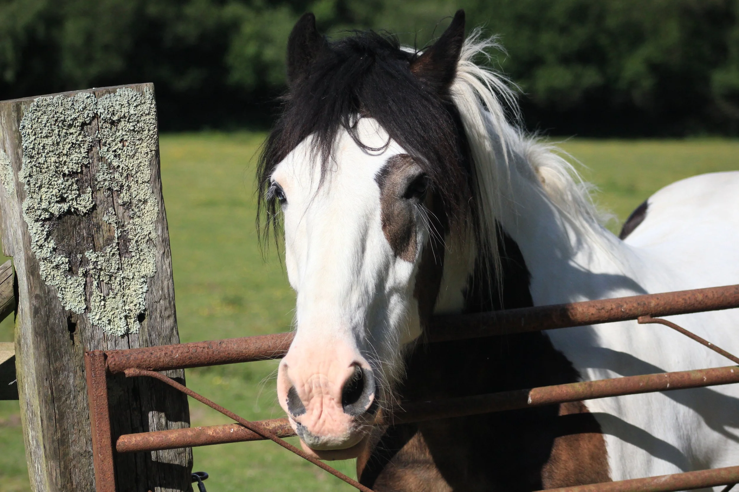 Gallery — Collacott Farm