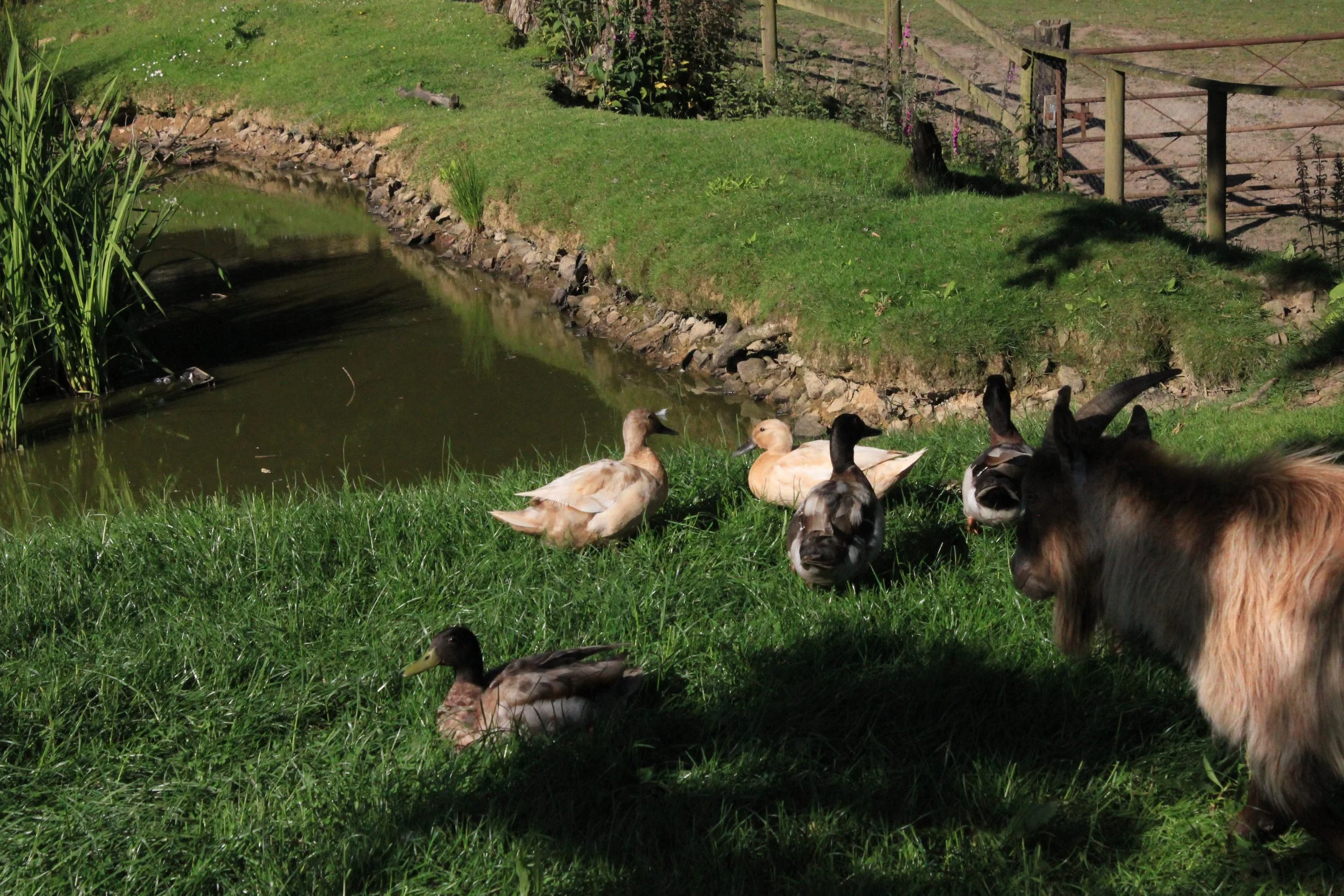 Gallery — Collacott Farm