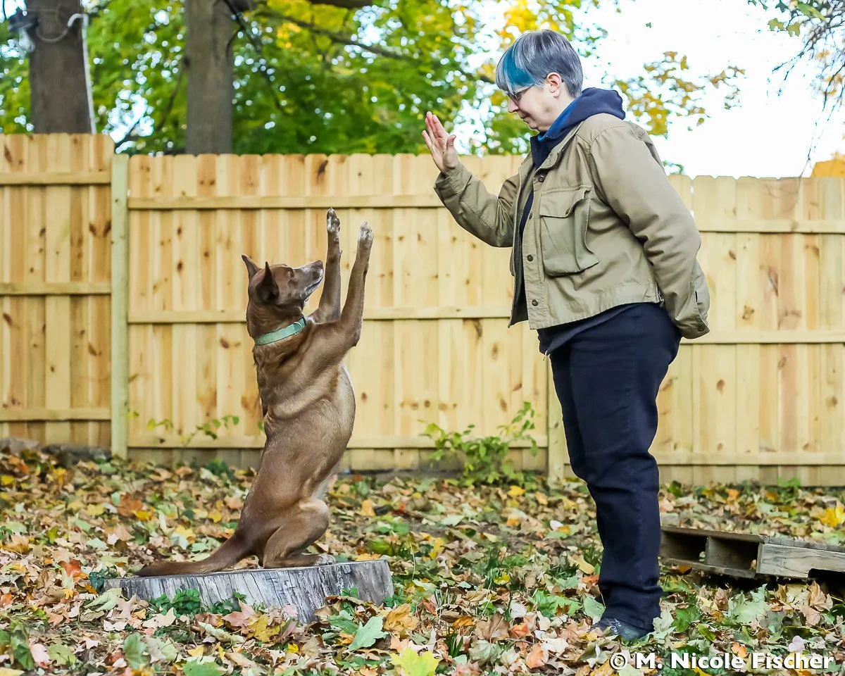 Services — Bad Dog Good Dog Training