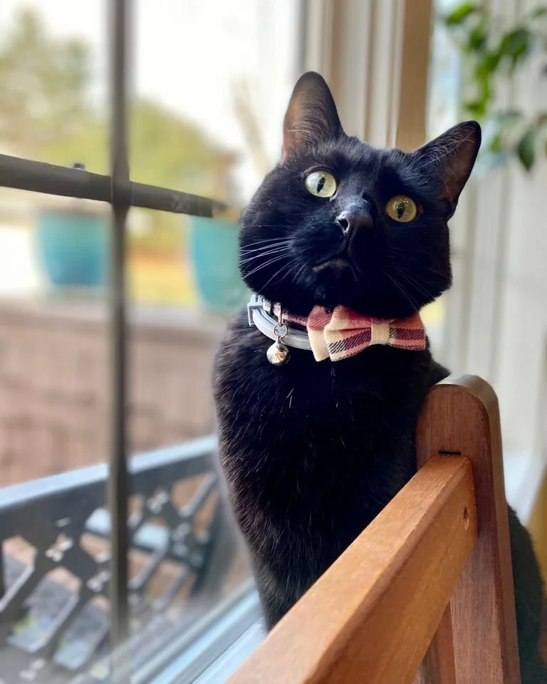 Meet Our Team — Just Cats Veterinary Clinic