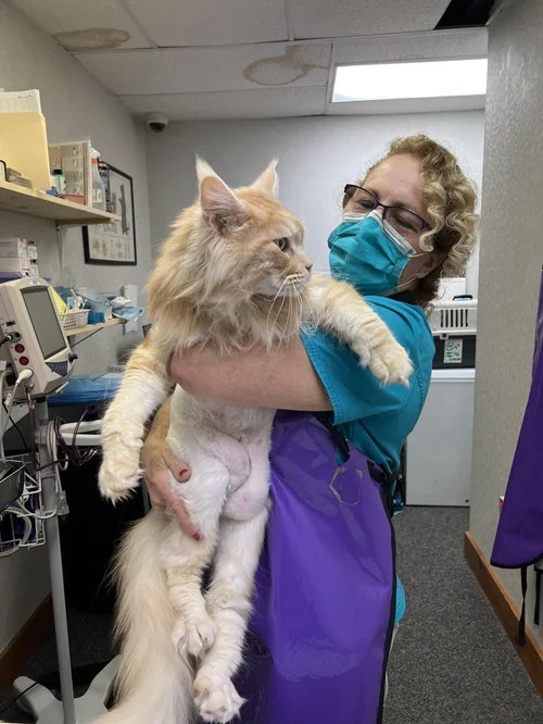 Meet Our Team — Just Cats Veterinary Clinic