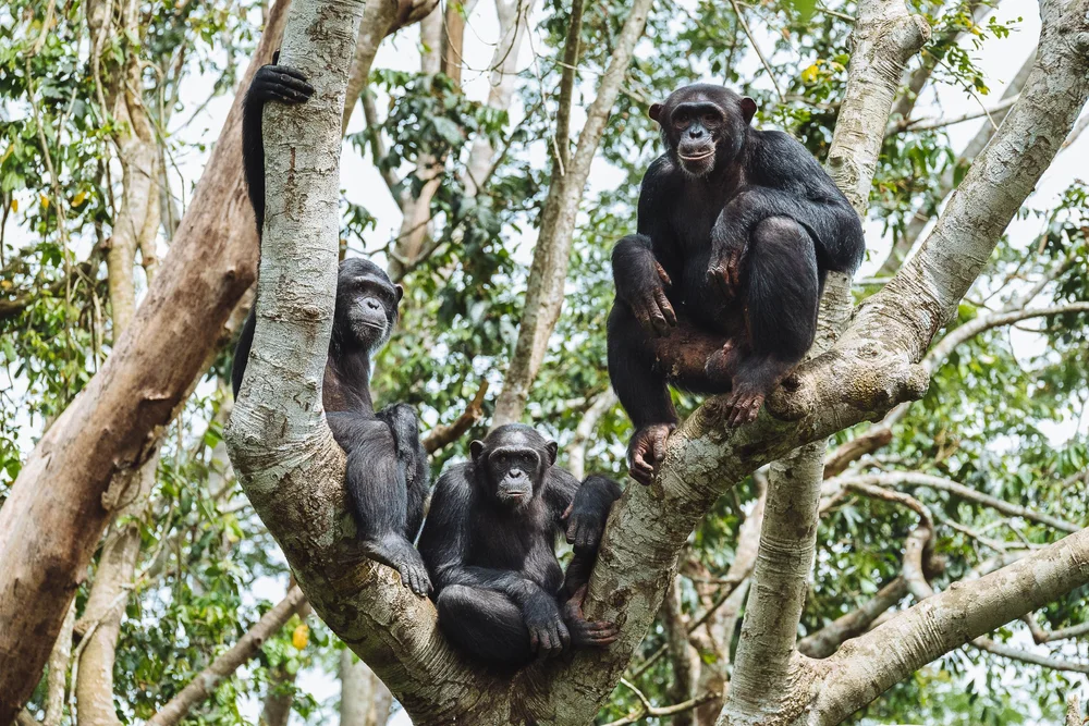 Who we are — Ape Action Africa