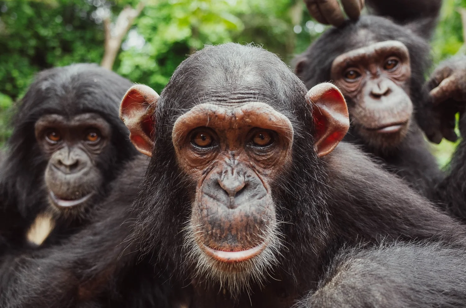 Ape Action Africa | Support Primate Conservation Today