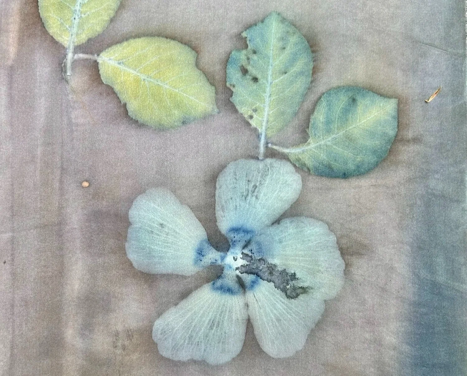 7 Flowers That Print Like Magic on Silk — FLORA OBSCURA