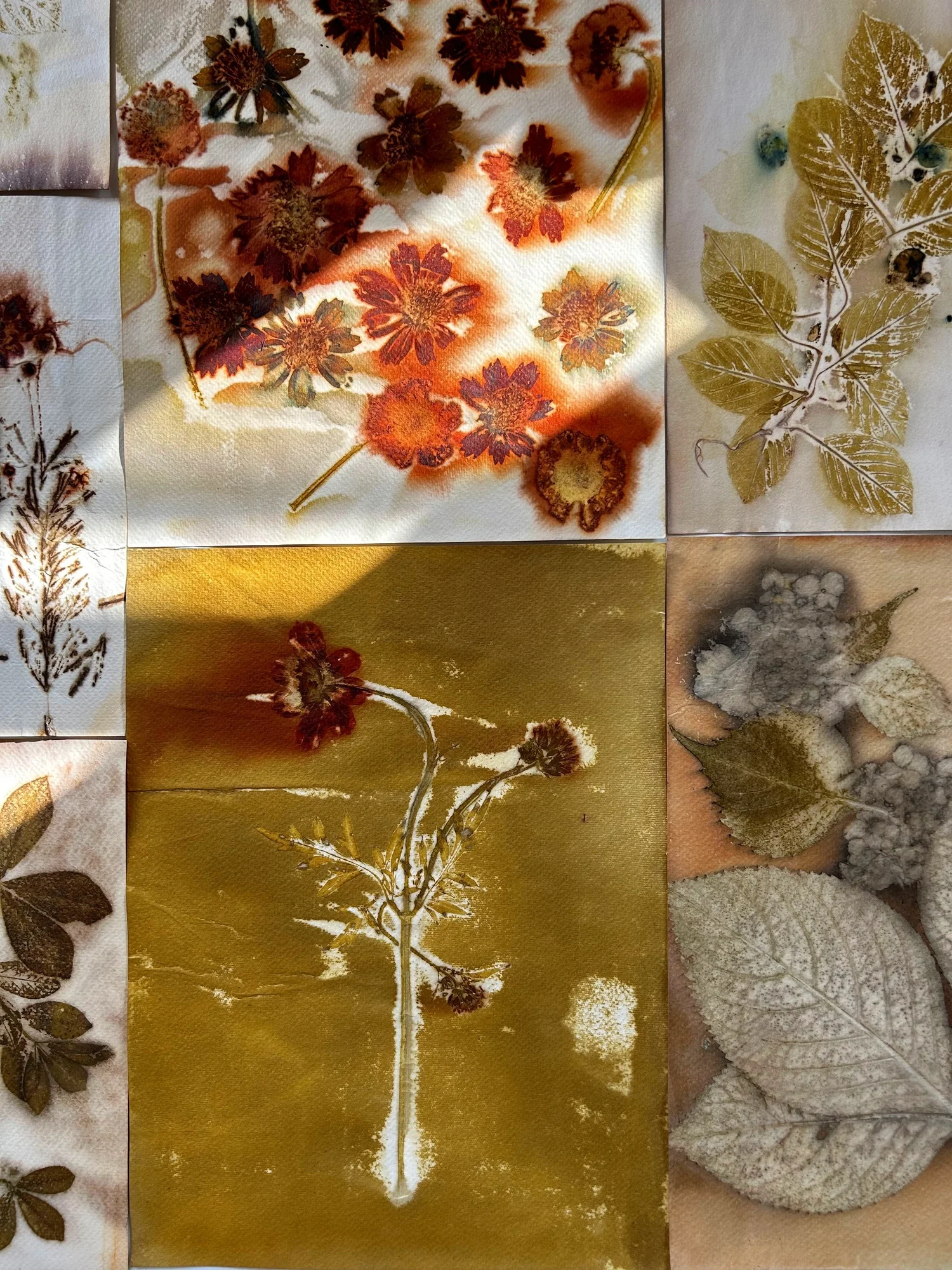 HOW TO PRINT WITH PLANTS ON PAPER — FLORA OBSCURA