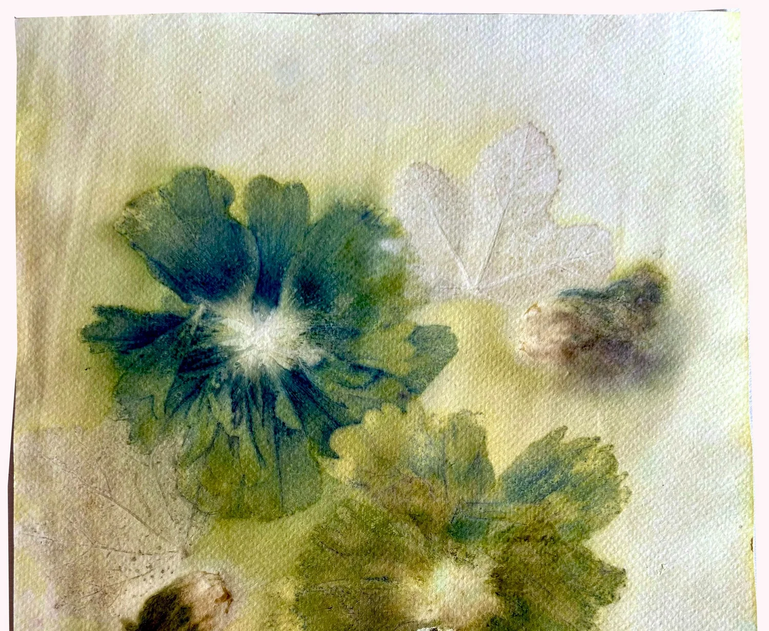 HOW TO PRINT WITH PLANTS ON PAPER — FLORA OBSCURA