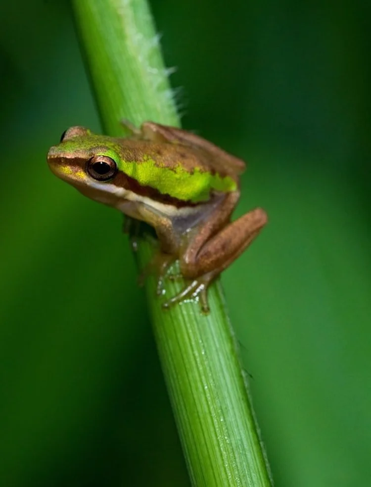 Review of Environmental Factors (REF NSW) | East Coast Ecology