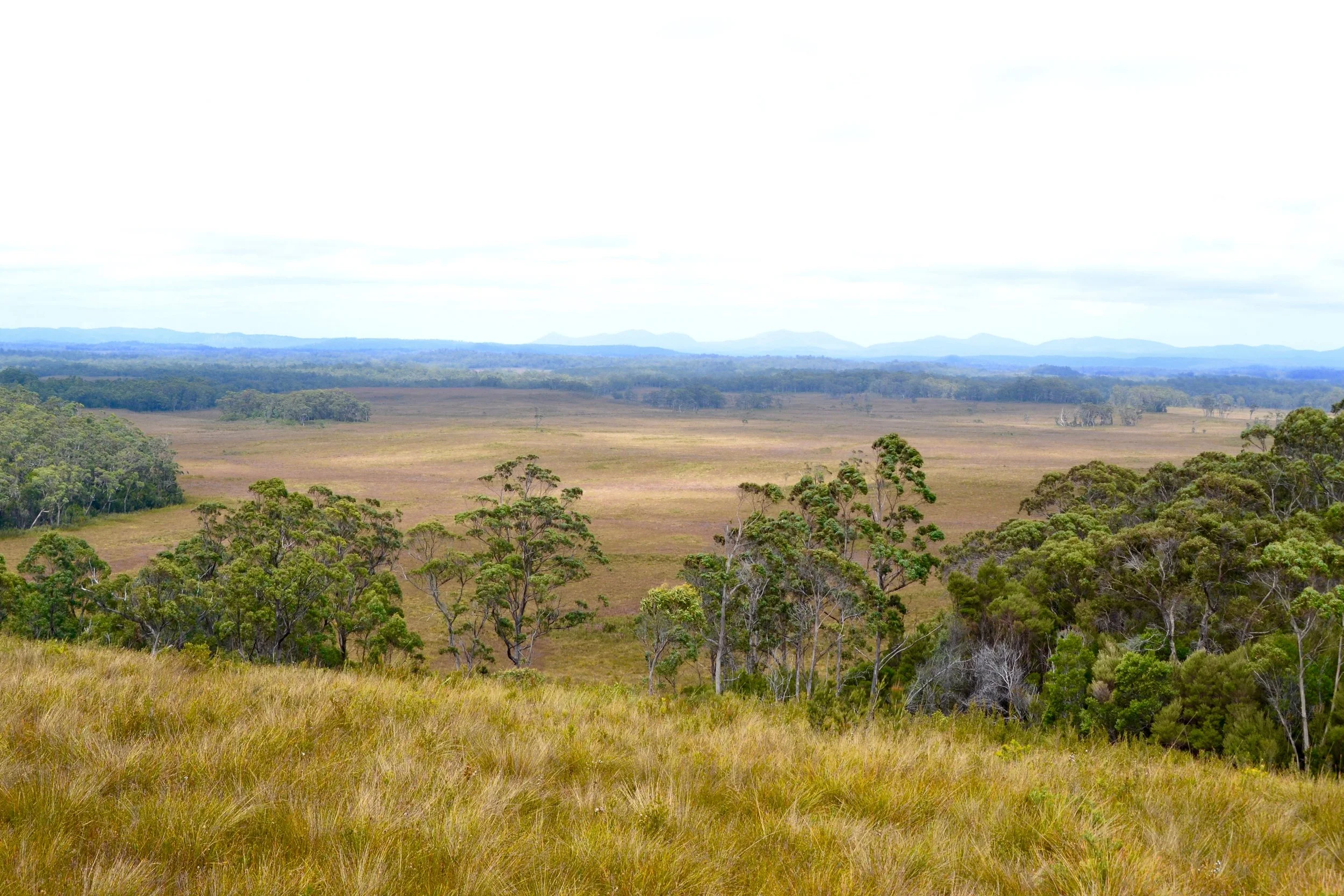 Flora and Fauna Assessment Report (FFA) | East Coast Ecology
