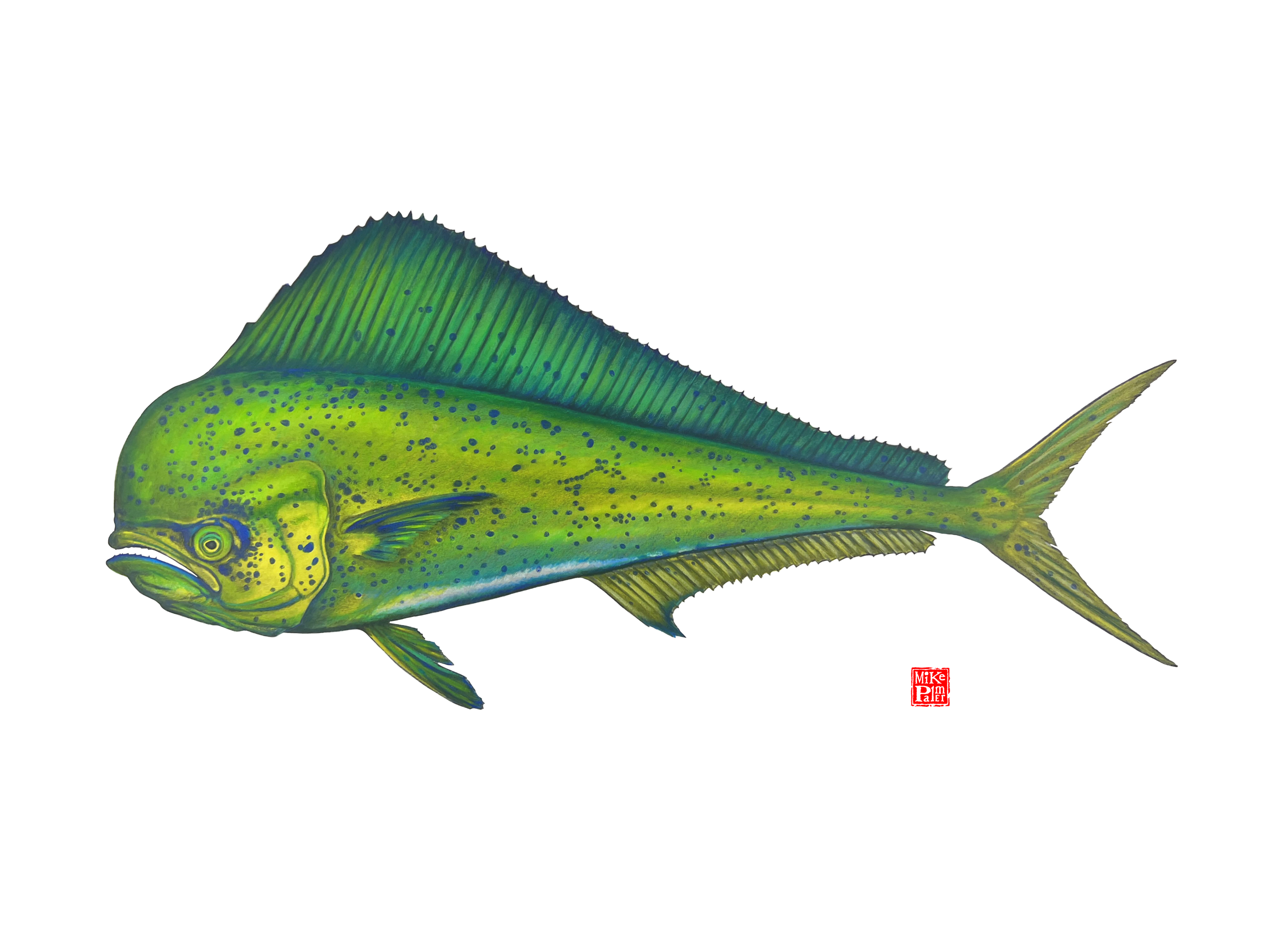 Mahi mahi — Waquoit Bay Fish Company