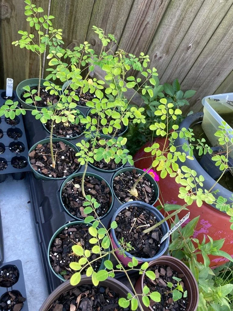 Moringa — Crisp Farms