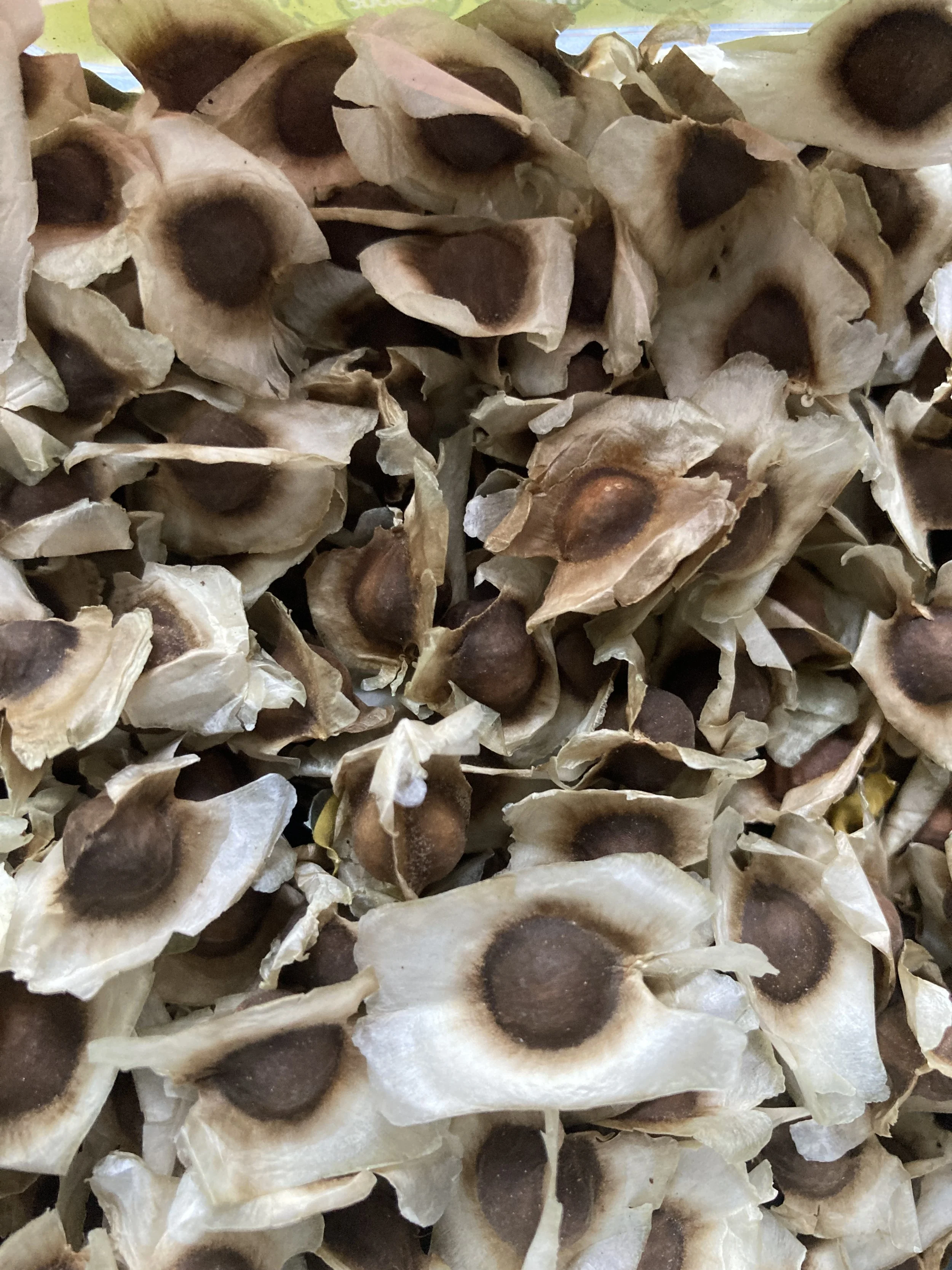 Moringa Trees and Seeds — CRISP